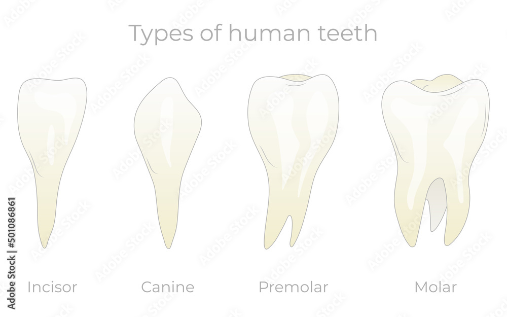 Teeth types vector illustration. Various healthy human tooth collection ...