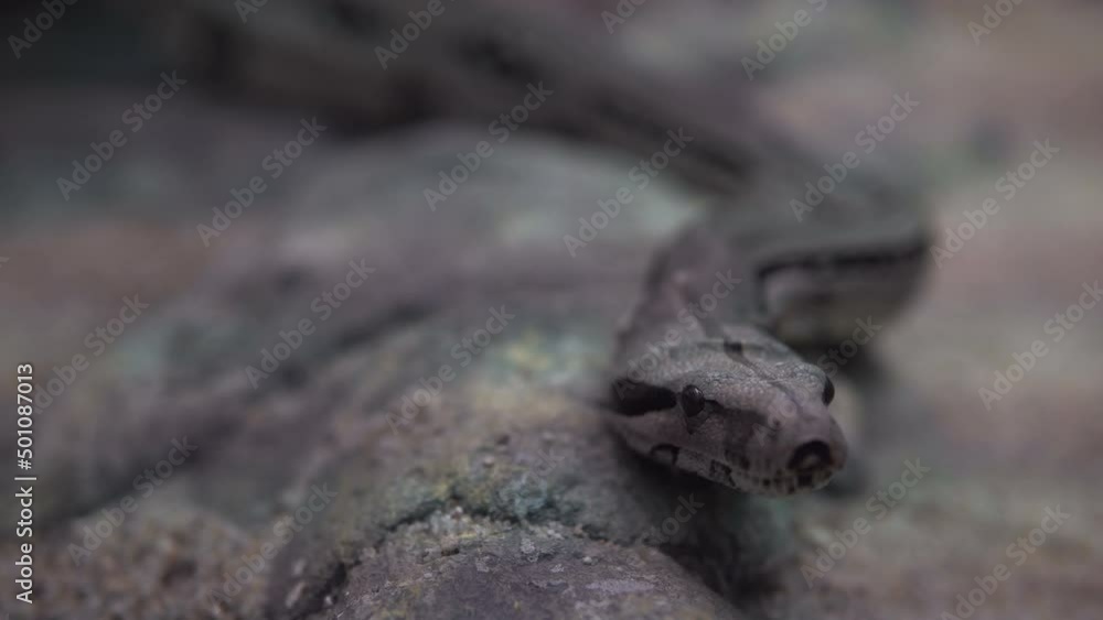 Pythons are a family of non-venomous snakes found in rainforests ...