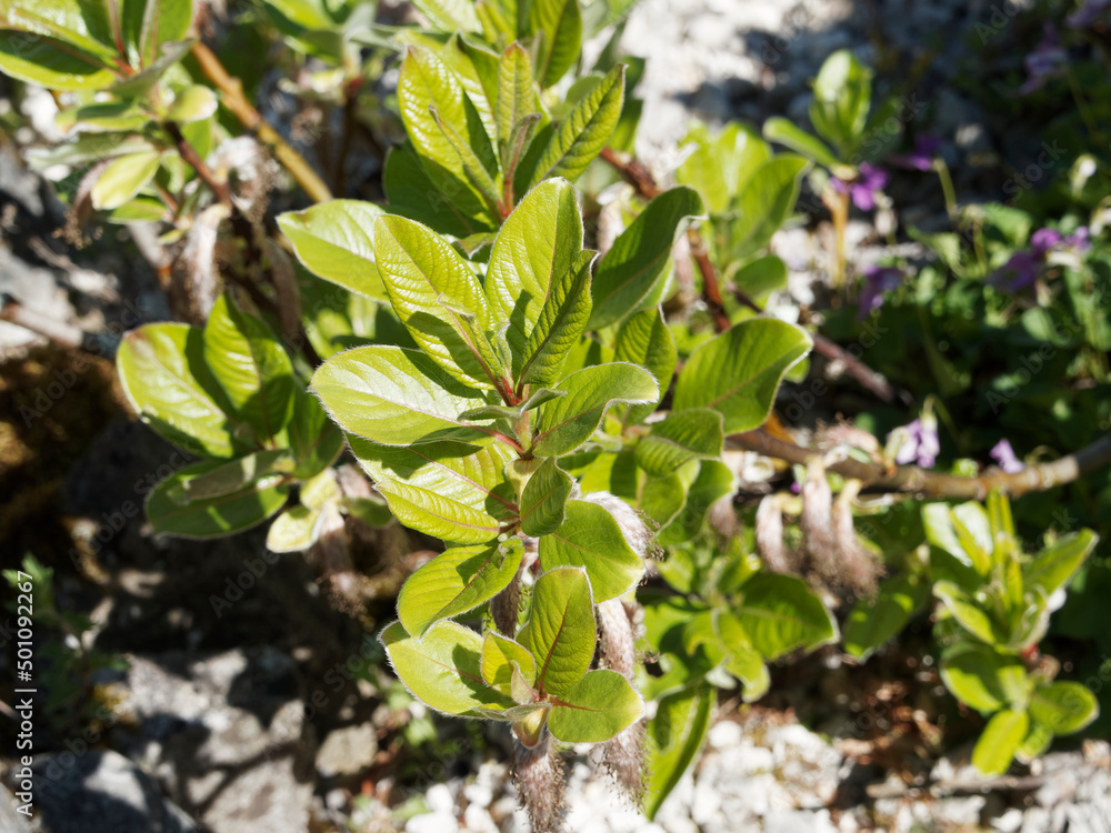 (Salix crataegifolia Bertol) Gros plan sur feuilles ovales vert ...