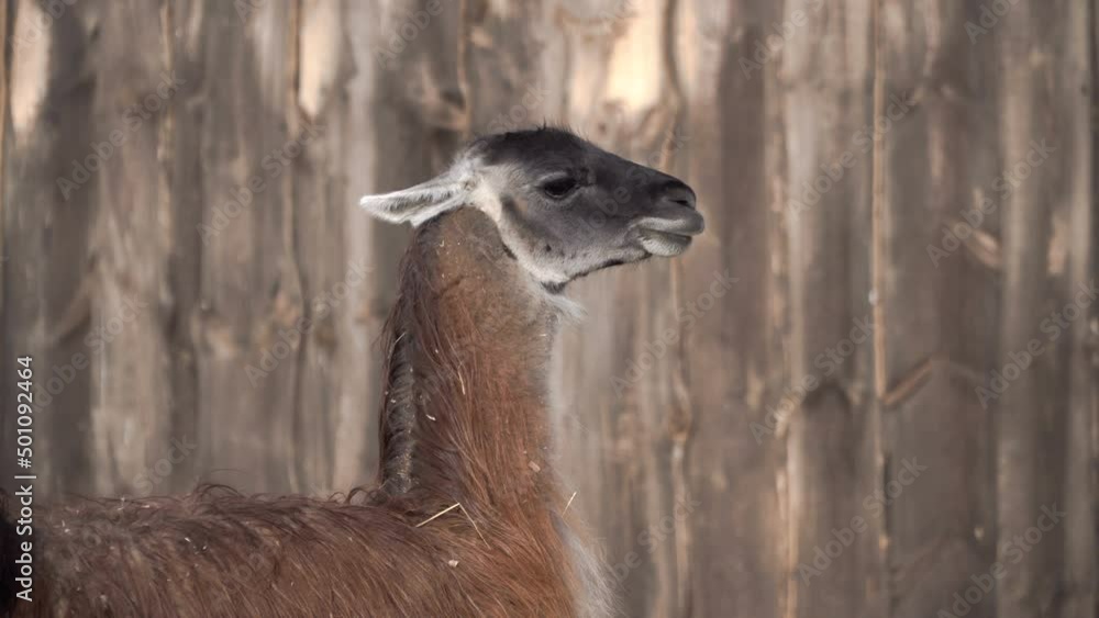 Lama is a South American mammal from the camelid family, domesticated ...