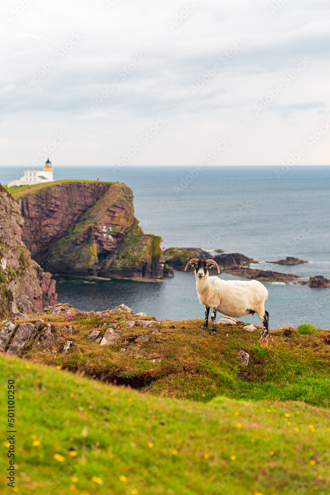 Scottish Blackface sheep on Stoer Lighthouse background near Old Man of ...