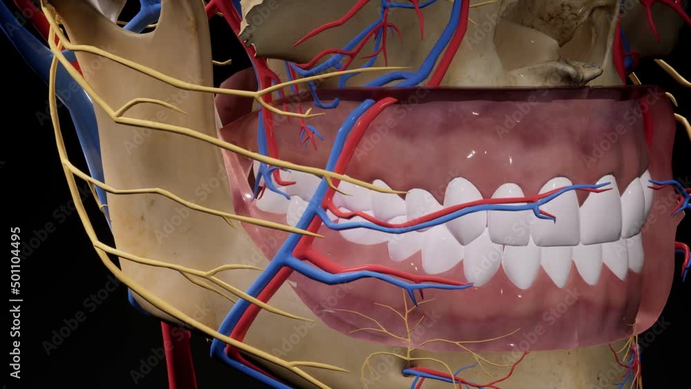 Facial skull. Facial nerves Anatomy of the head. 3d animation vídeo de ...