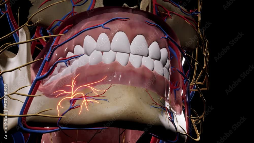 Inflammation of the facial nerve. Facial skull. Facial nerves Anatomy ...