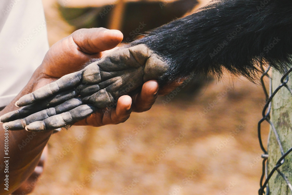 A human hand holding the hand of a black headed spider monkey - Ateles ...