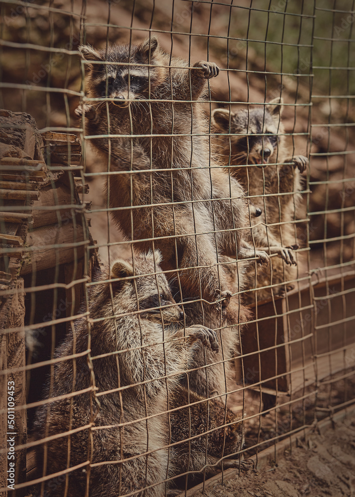 Fluffy raccoons in a cage stretch their paws and ask for food ...
