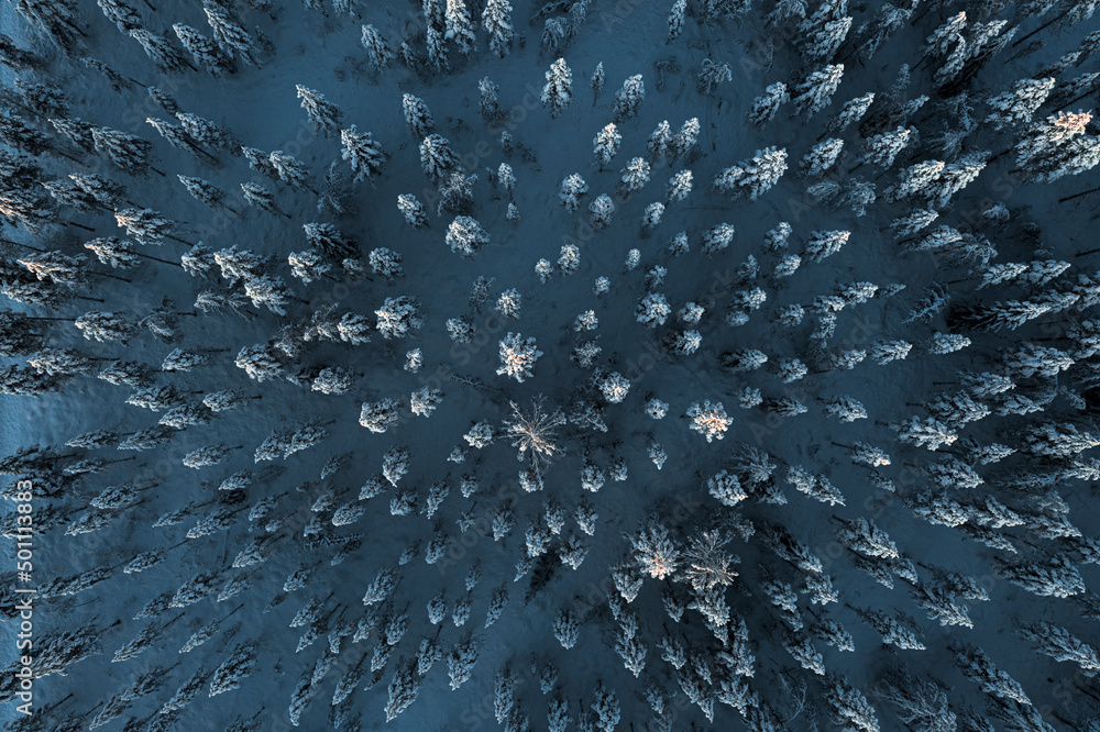 Trees covered with snow in the frozen forest from above, aerial view ...