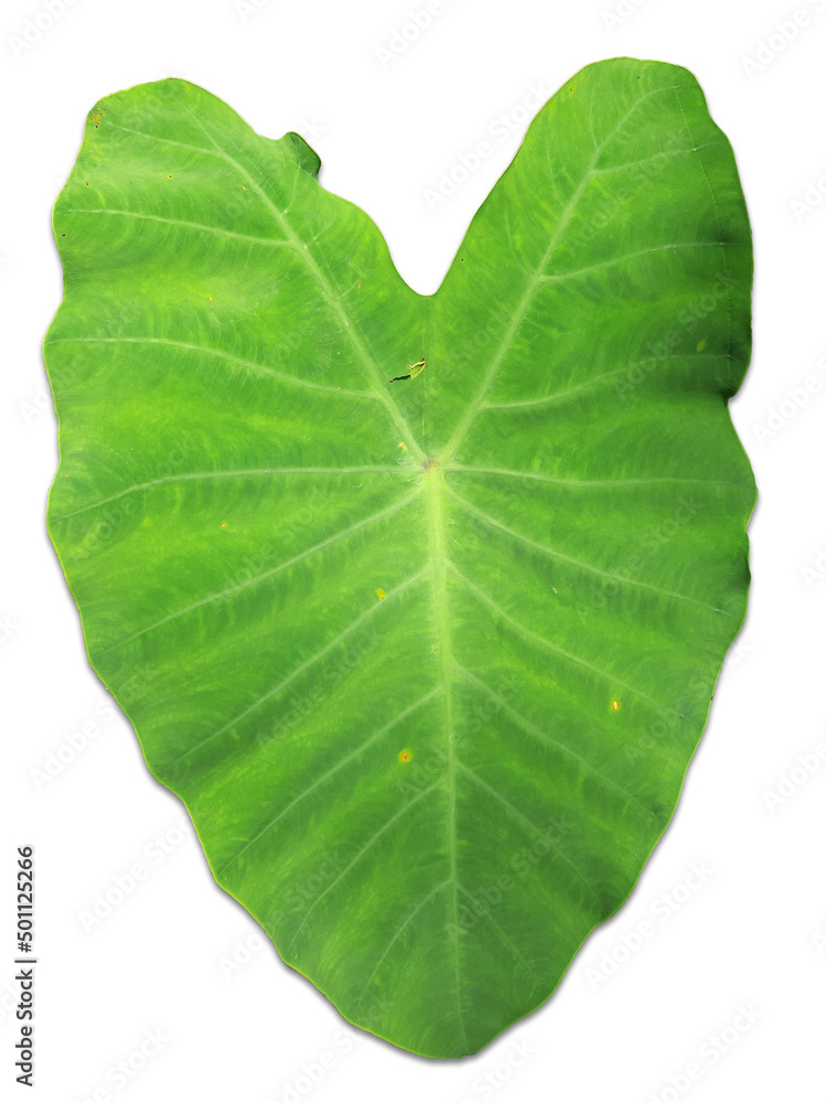 Taro leaf : Miracle dish that has a range of health benefits, colocasia ...