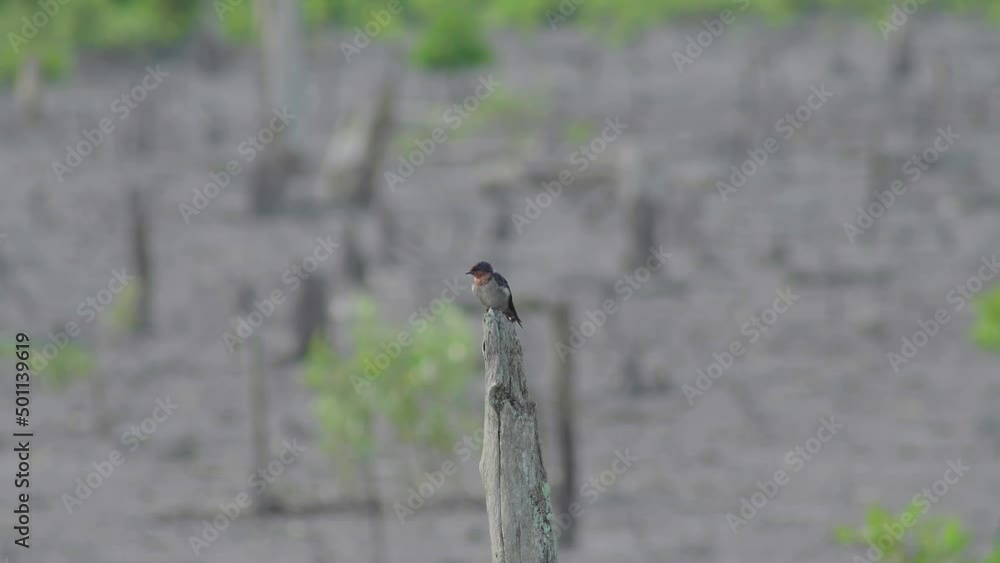 Pacific swallow (Hirundo tahitica) perching on dead tree. A small ...