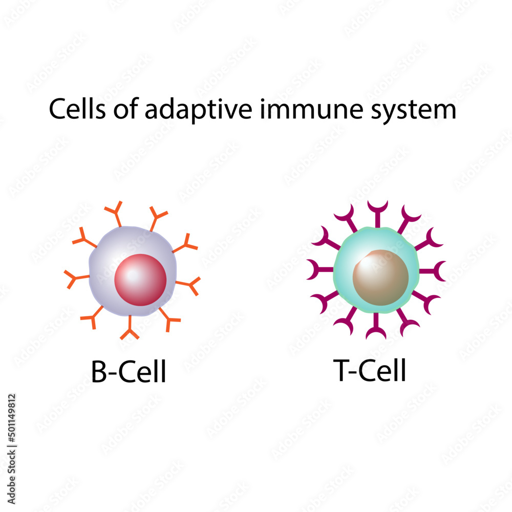 Immune System T Cells And B Cells