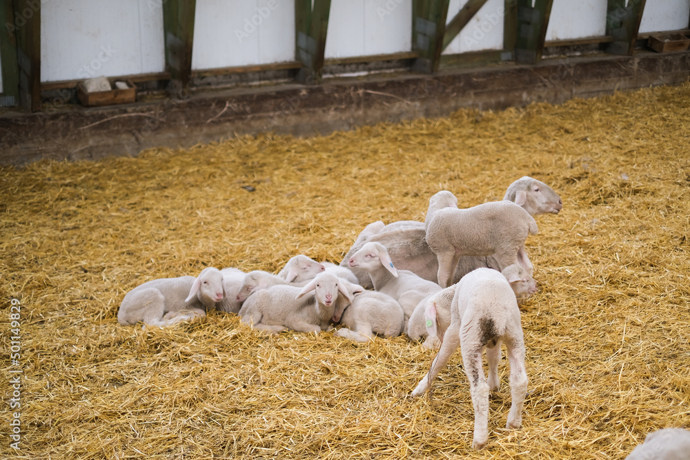 little lamb looks out of the flock of sheep in the stable Stock Photo ...