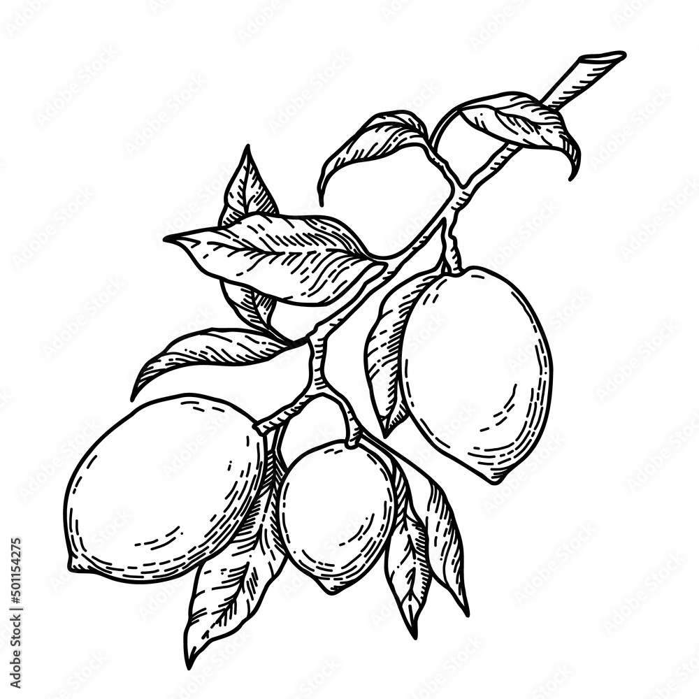 Lemon branch. Vector drawing of Citrus fruit. Sketch of Lime tree ...