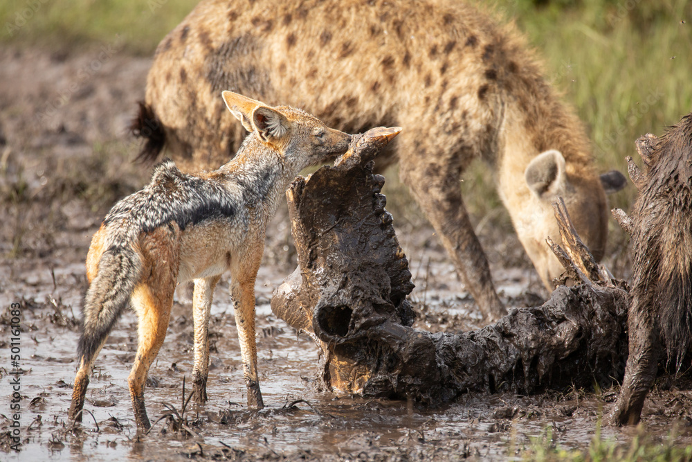 black-backed jackal (Lupulella mesomelas) and hyena feeding off hippo ...