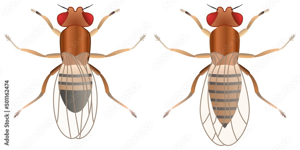 Poster fruit fly male female vector drawing on isolated white ...