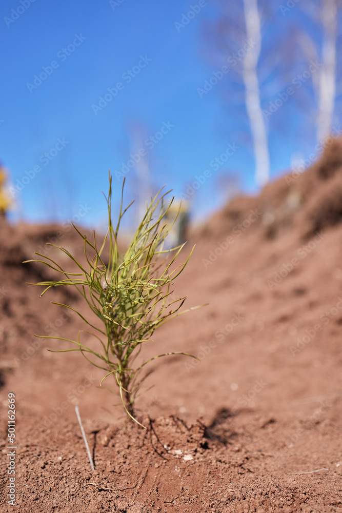 Afforestation and regrow forests. Young pine planted regrowth on plot ...