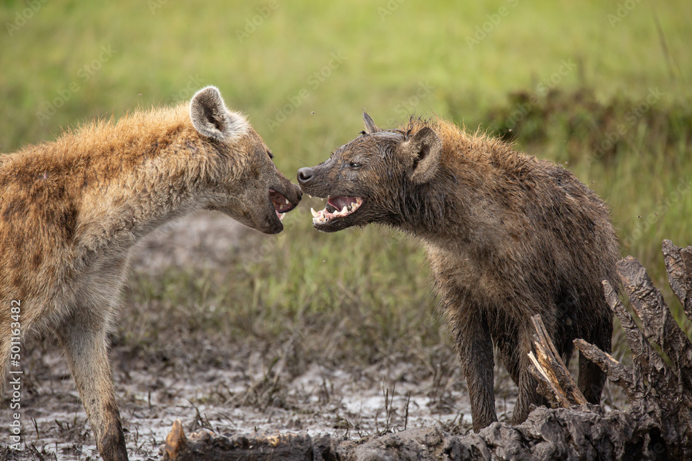 Foto Stock Spotted hyenas Crocuta Crocuta) standing face to face and ...