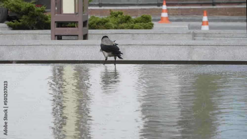 Black gray crow drinks water from city fountain with its beak on hot ...