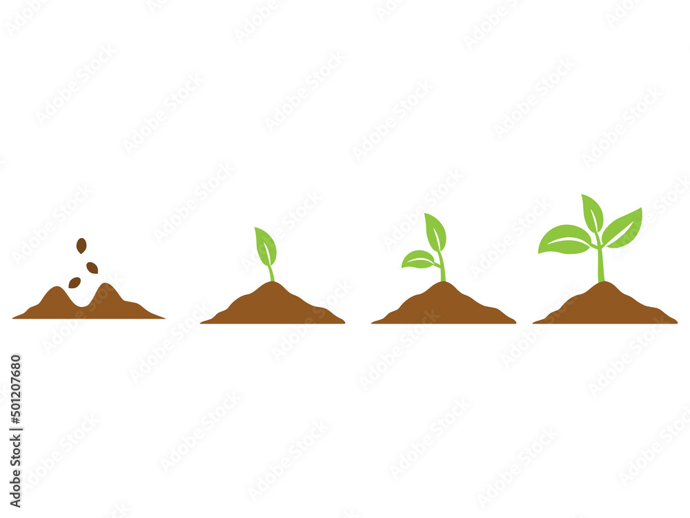 Stage growth plants.Life cycle of plant.Phases plant growing.Planting ...