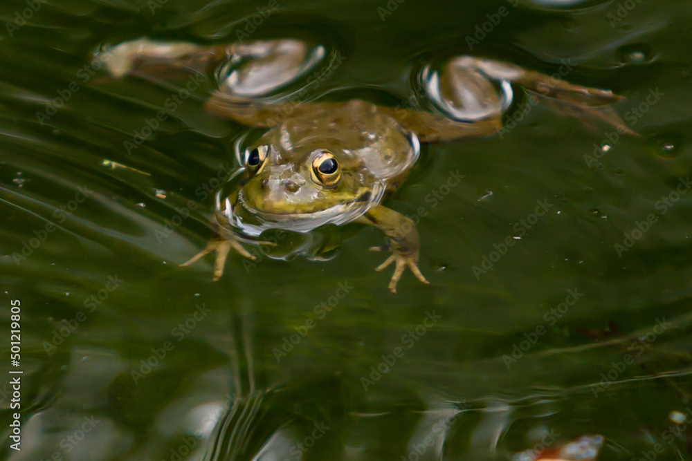 Green-skinned frogs with dark spots on the stagnant water of a lagoon ...