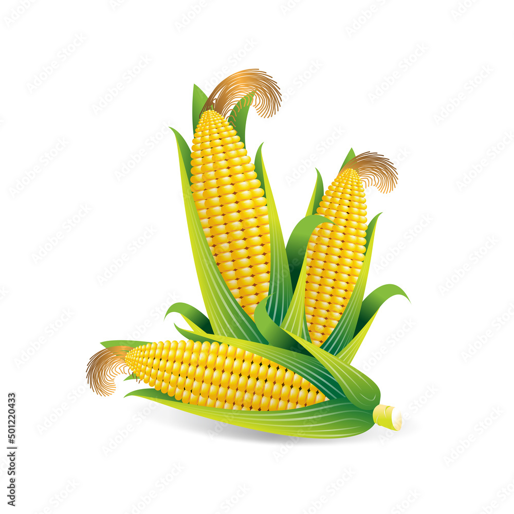 Corn vector illustration Stock Vector | Adobe Stock