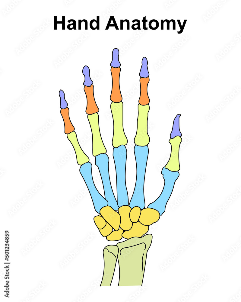 Scientific Designing of Hand Anatomy. Bones And Joints of The Hand And ...