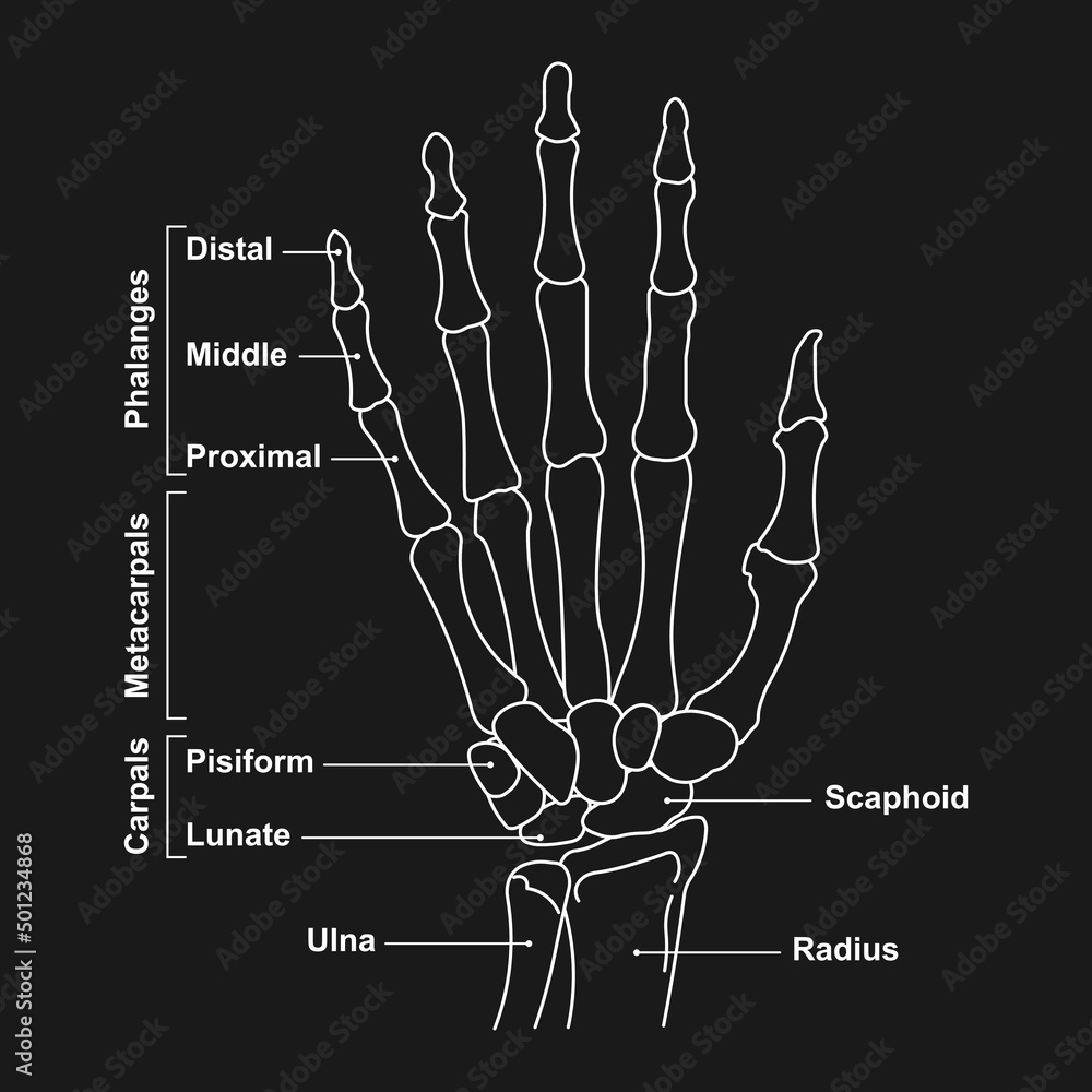 Vetor de Scientific Designing of Hand Anatomy. Bones And Joints of The ...