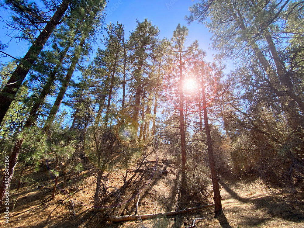 tall trail trees hiking shadow forest sunlight mountain sun ground ...