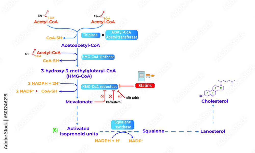 Cholesterol synthesis pathway Stock Vector | Adobe Stock