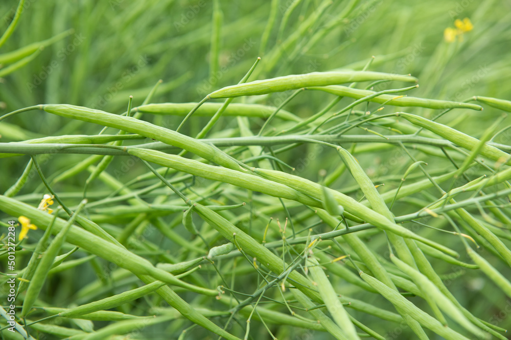 Rapeseed seed pods, Stems of rapeseed, Green Rapeseed field Stock Photo ...