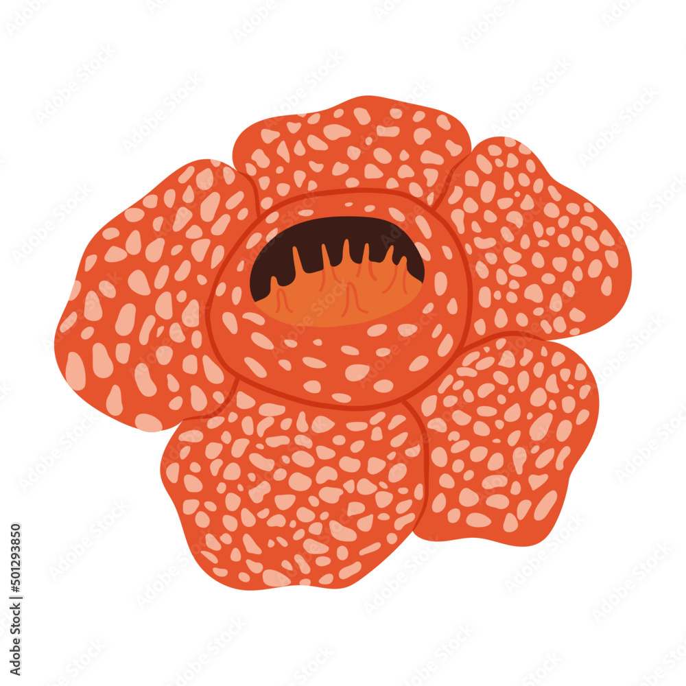Rafflesia. The biggest flower. Vector hand drawn illustration. Isolated ...