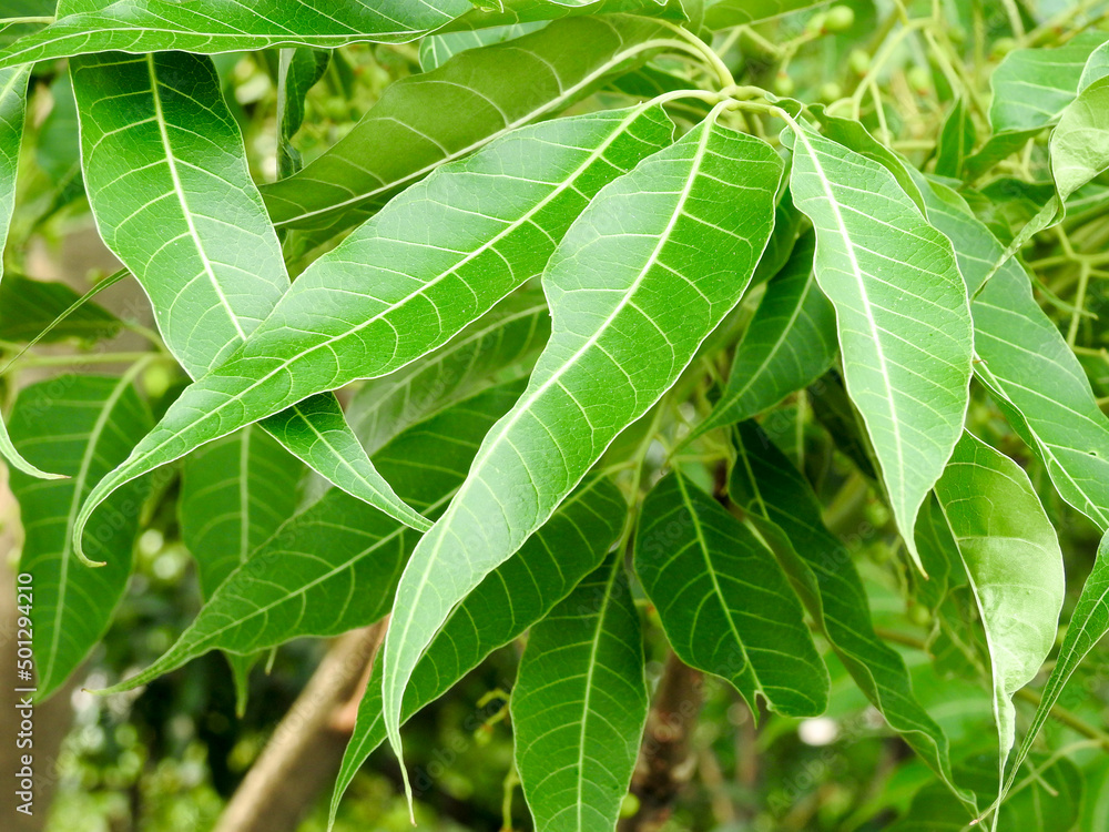 Indian lilac leaves. Azadirachta indica, commonly known as neem ...