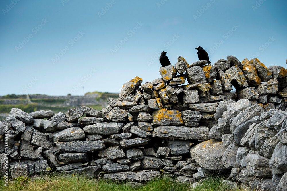 Couple of black crow sitting on a stone fence and looking at each other ...