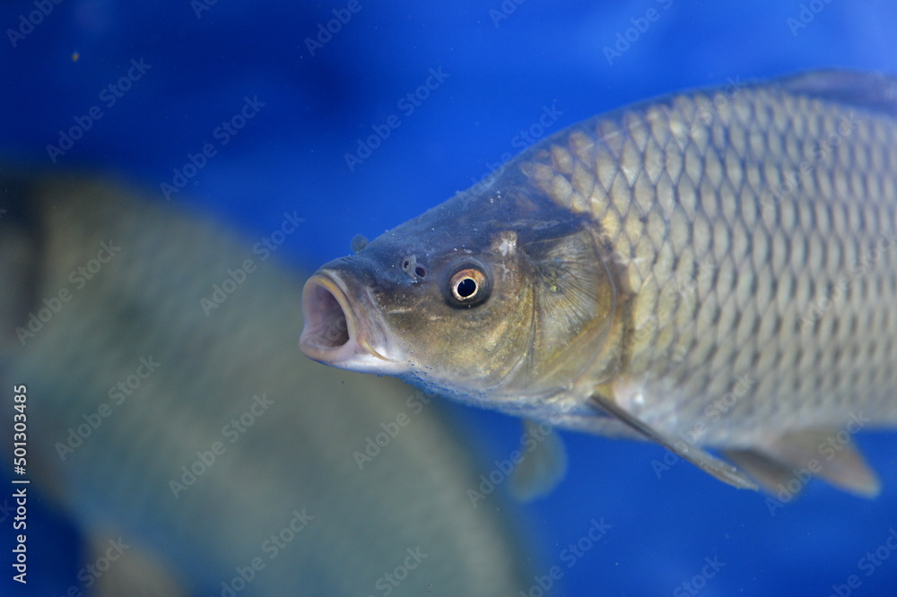 fish, carp, animal, water, fishing, isolated, nature, aquarium, food ...