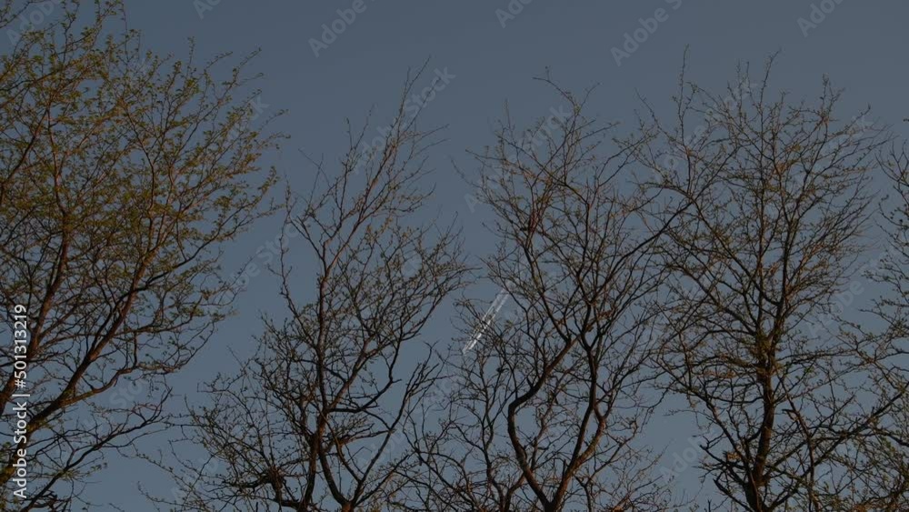 Airplane tracks in a 4k video filmed between the branches of some trees ...