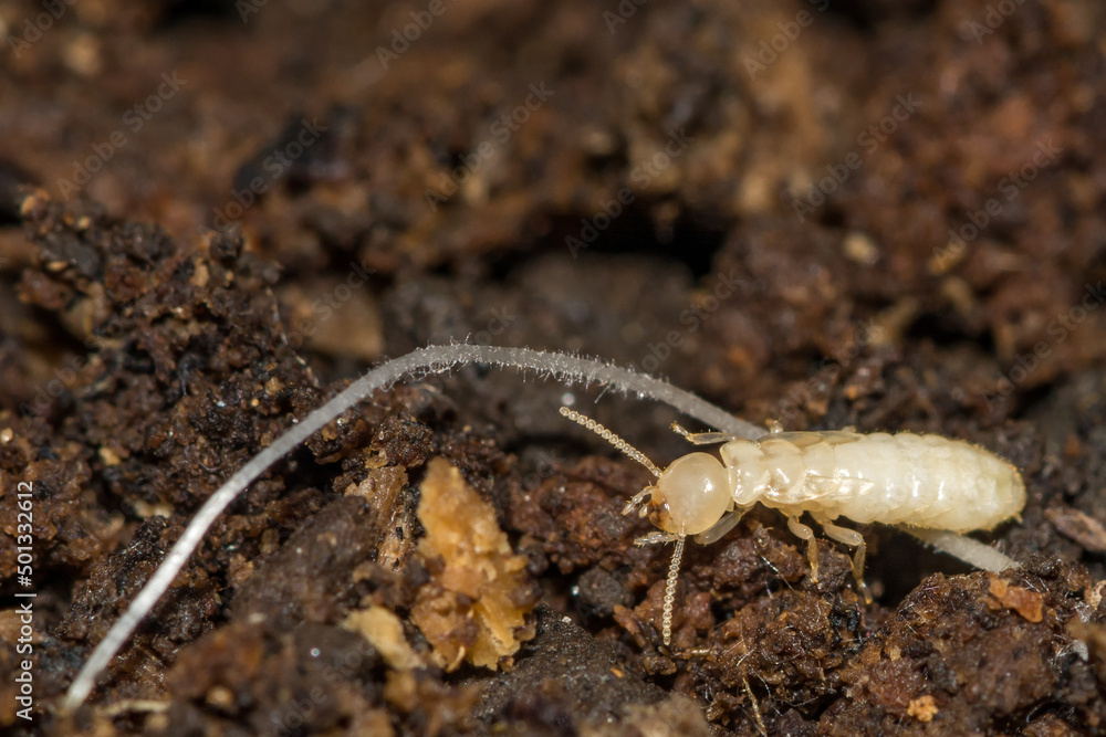 Eastern Subterranean Termite Nymph - Reticulitermes flavipes Stock ...