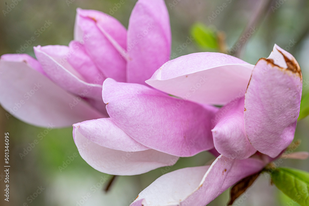 Open Pink Magnolia Flower