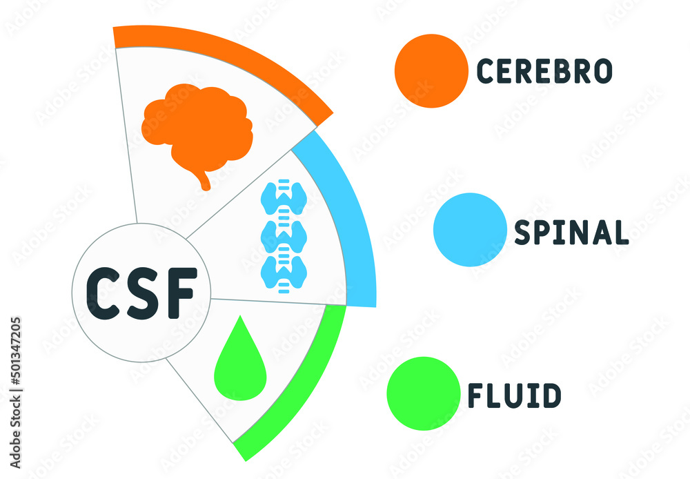 CSF - cerebrospinal fluid acronym. medical concept background. vector ...