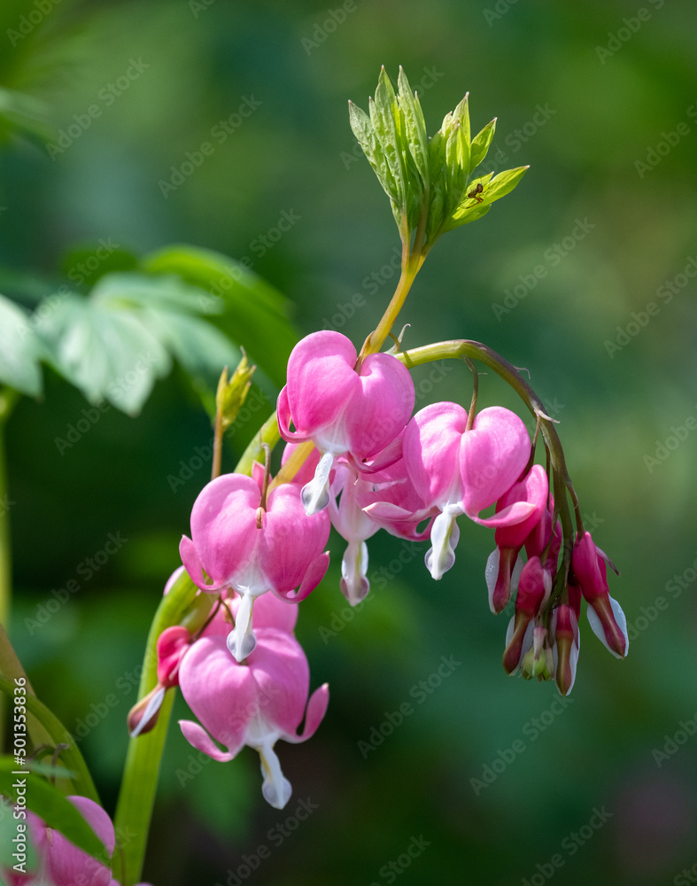 Dicentra, also known as Bleeding Hearts, perfect little pink and white ...