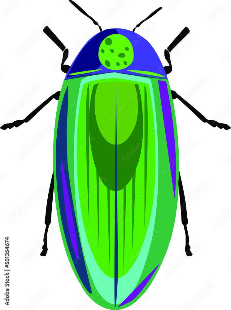 Sternocera Asiatica Firefly Cockroach Vector Illustration Stock Vector Adobe Stock