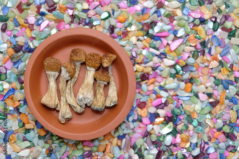 Psychedelic psilocybin mushrooms on white background, micro-dosing ...