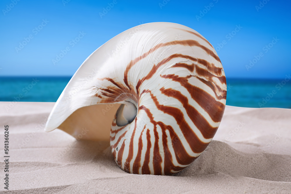 Nautilus Shell On Beach