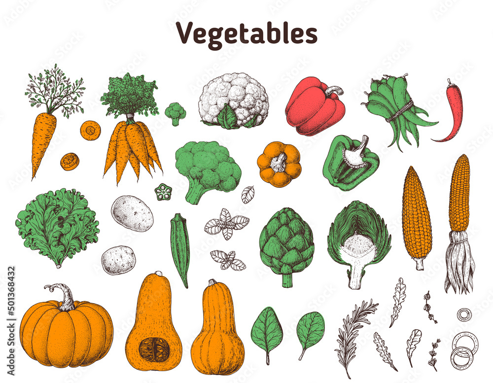 Vegetables drawing collection. Hand drawn illustration. Organic food ...