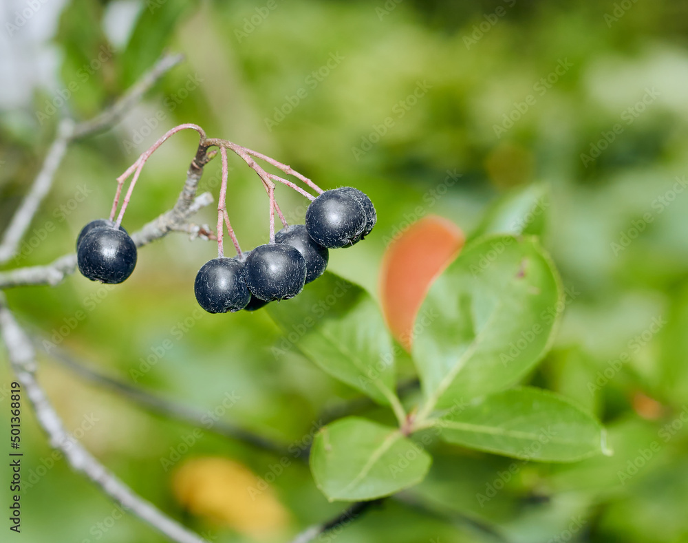 Aronia berries (Aronia melanocarpa, Black Chokeberry) bunch Aronia melanocarpa berries hanging ...