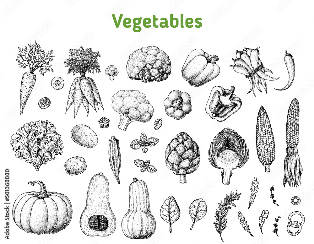 Vegetables drawing collection. Hand drawn illustration. Organic food ...