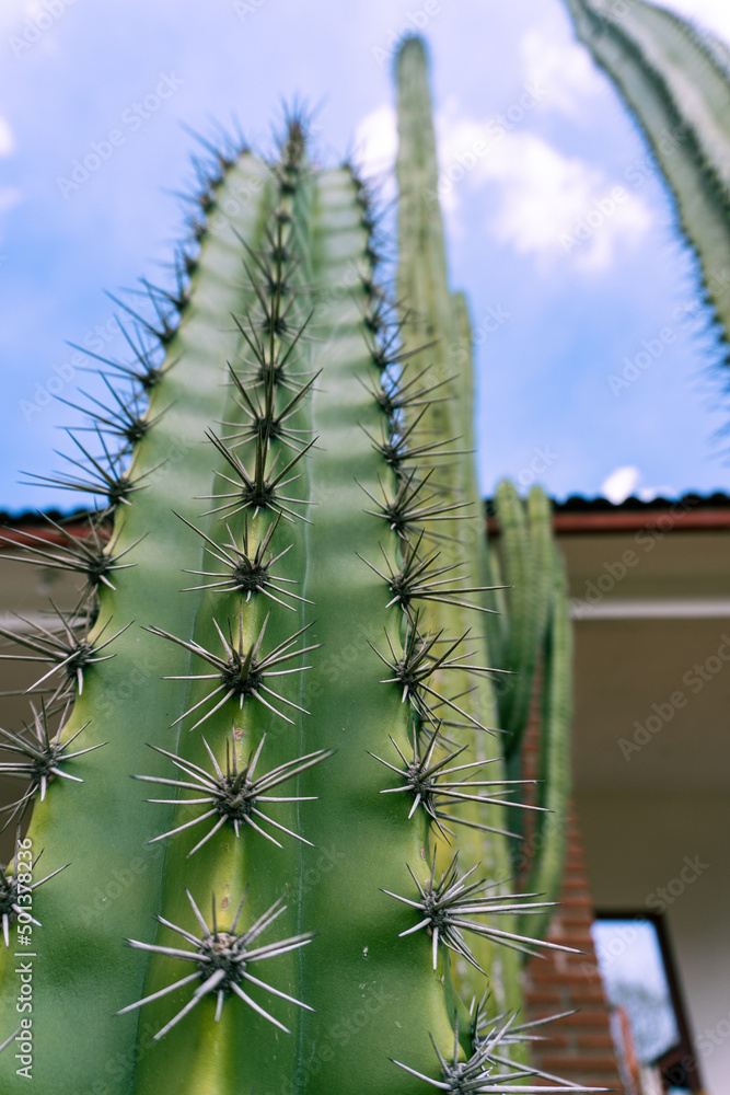 Blue Columnar Cactus (Pilosocereus pachycladus) is a common cactus that ...