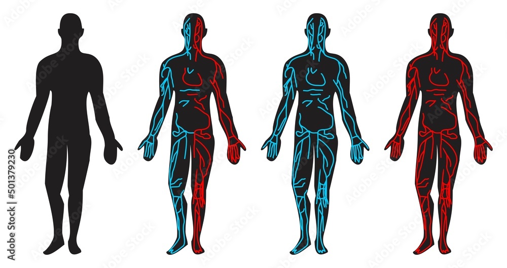 Human circulatory system anatomical position blood circulation veins ...