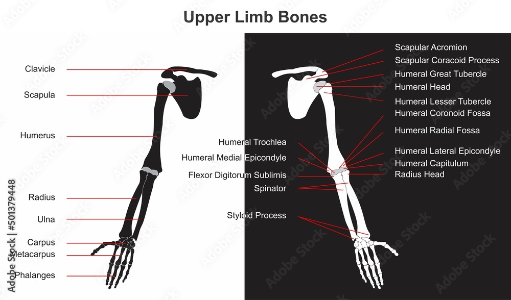Human upper limb bones infographic diagram name of bones and appendages ...