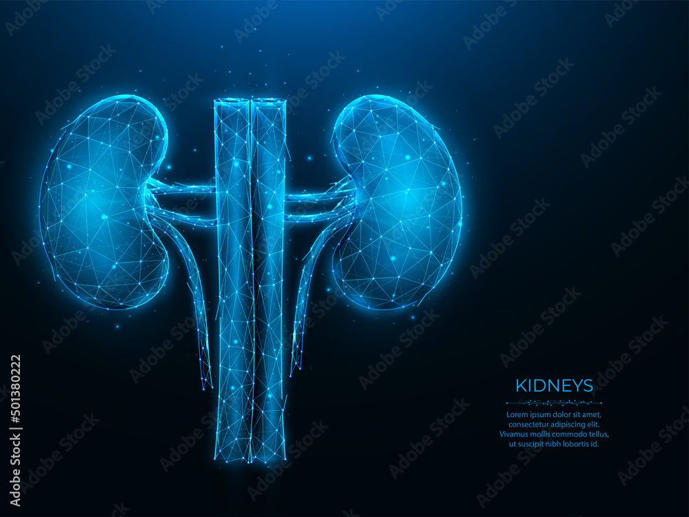 Polygonal vector illustration of human kidneys on a dark blue ...