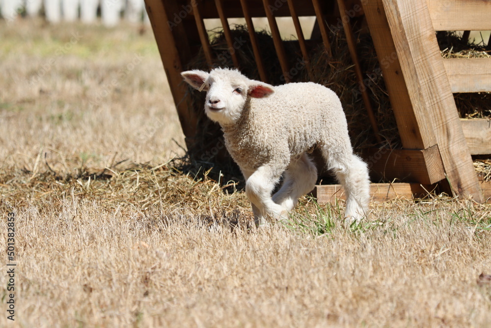 Happy Baby Lamb