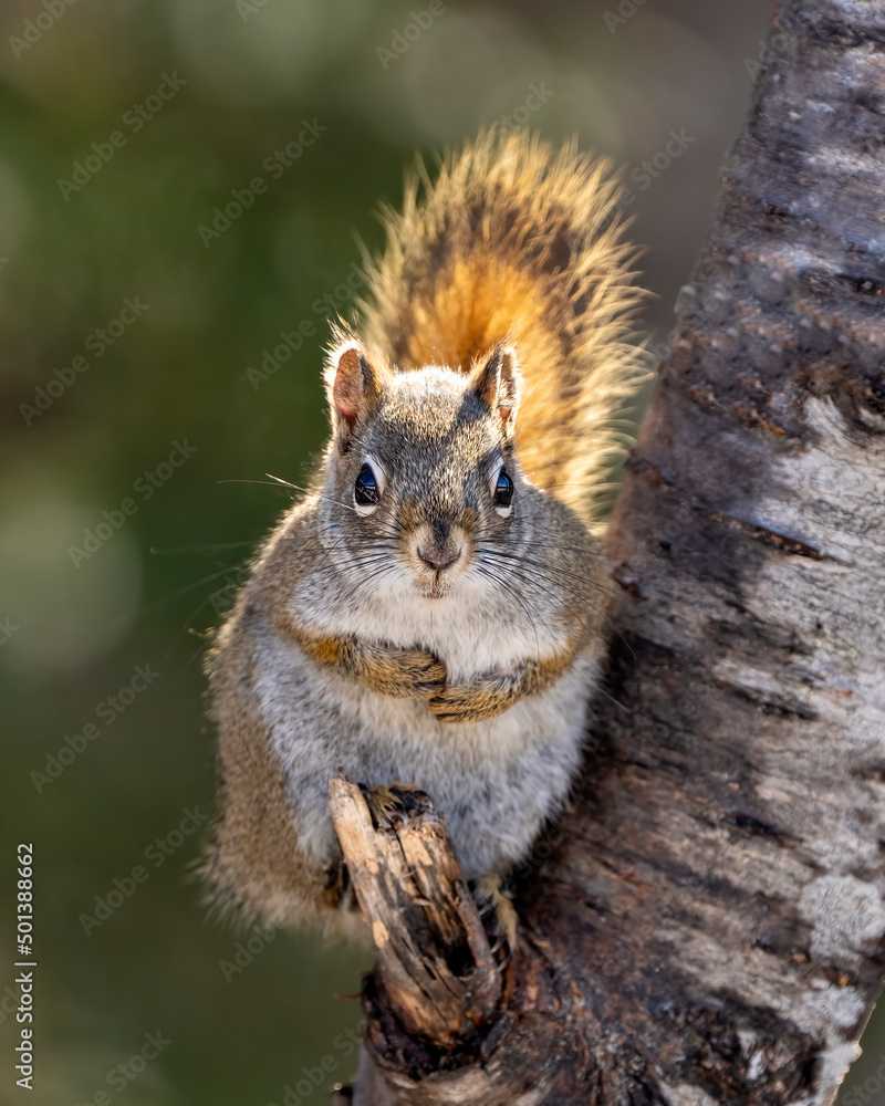 Squirrel Photo and Image. Sitting on a tree branch with sunlight on its ...