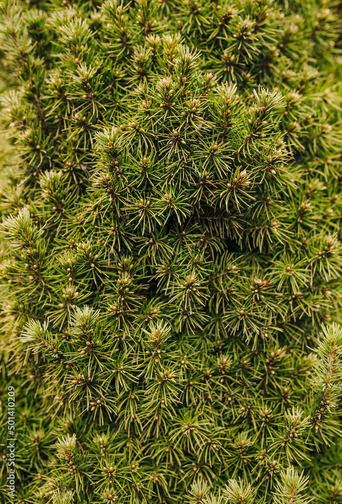 Background, texture of an evergreen plant green spruce conica ...